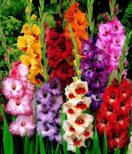 Мікс 20 гладіолусів різного кольору (ID#2528304742), ціна: 275 ₴, купити на Prom.ua