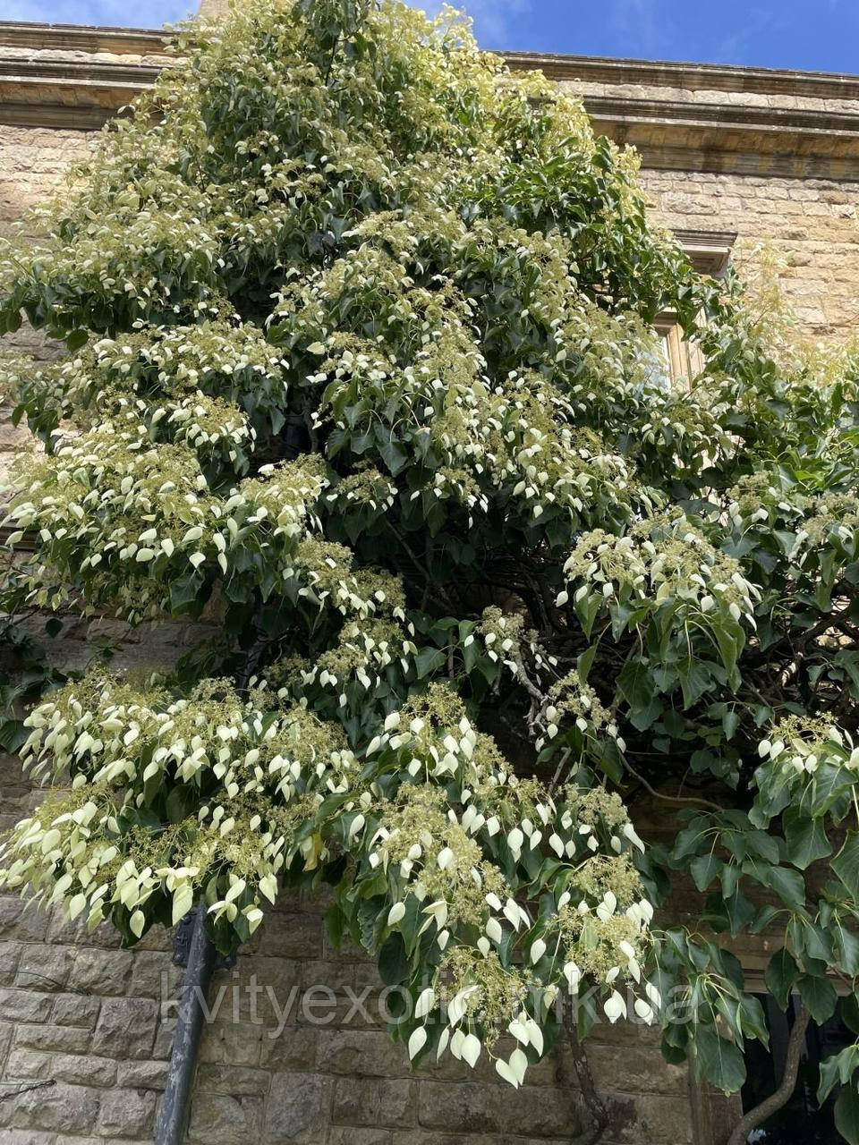 Гортензія в'юнка "Angel Wings". Hydrangea fauriei "Angel Wings ...