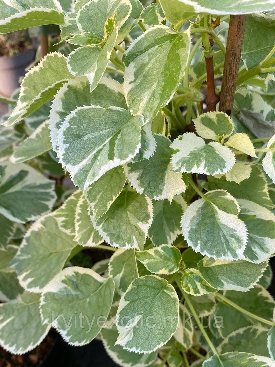 Гортензія в'юнка "Silver Lining". Hydrangea petiolaris "Silver Lining ...