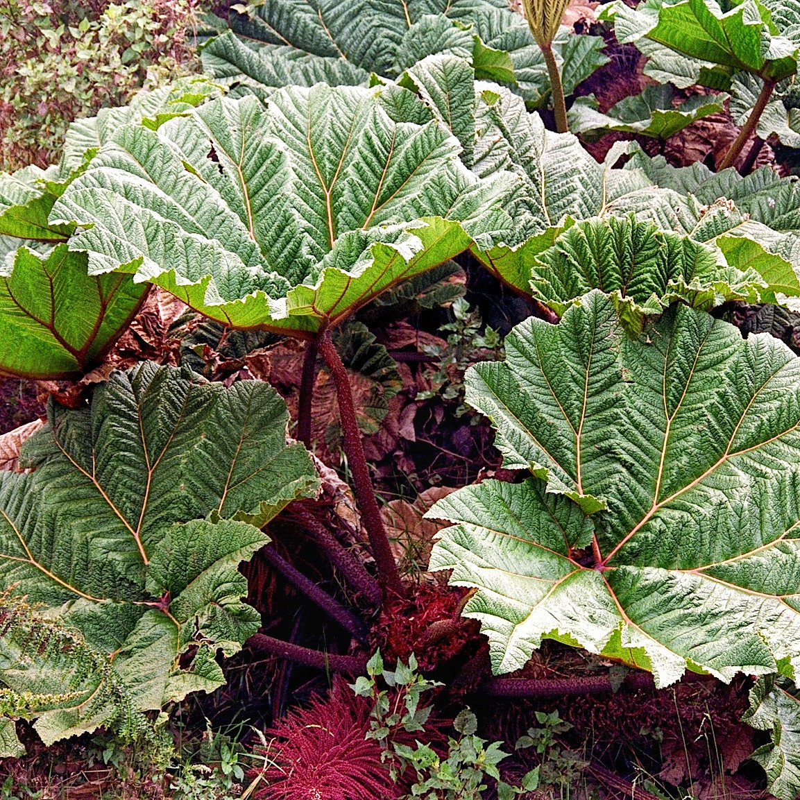 Насіння Гуннера інсигніс, Gunnera insignis 5 шт/уп: продаж, ціна у ...