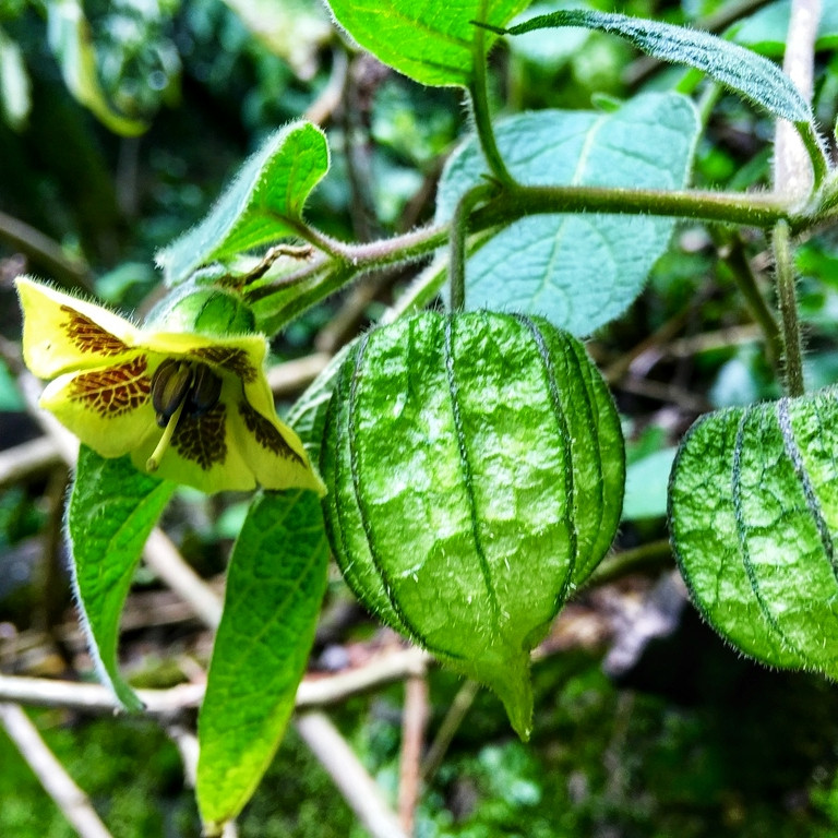Насіння Фізаліс Костоматль Physalis Coztomatl 5 шт уп продаж ціна у Києві Насіння саджанці