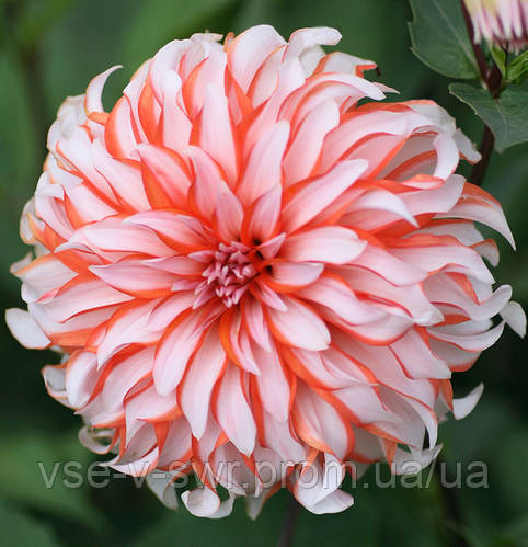 Георгіна Санта Клаус (Santa Claus) (ID#2556747691), ціна: 149 ₴, купити ...