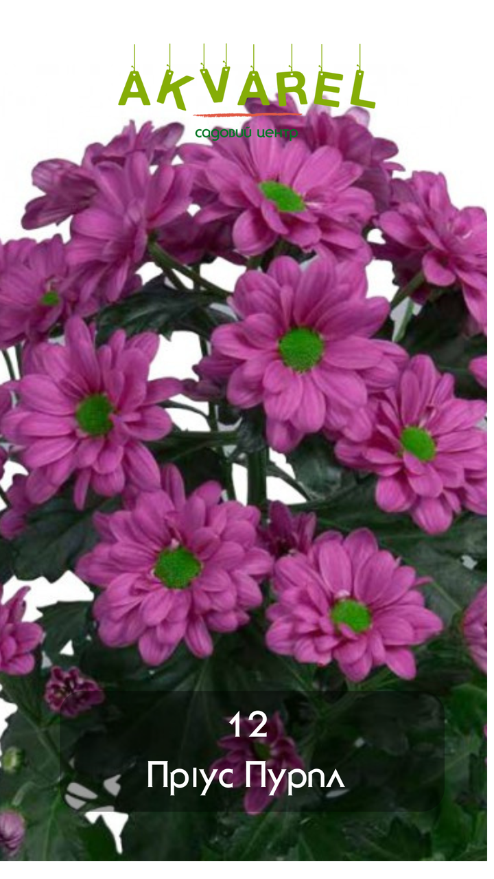 Prius Pink (Пріус пінк) (ID#2561242401), ціна: 22 ₴, купити на Prom.ua