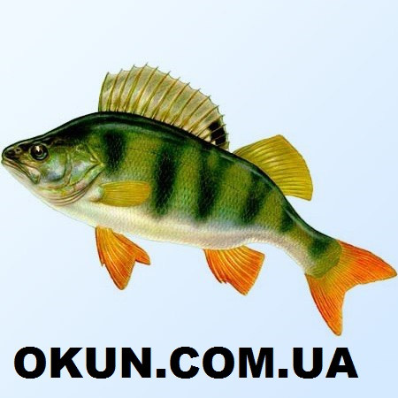 "ОКУНЬ ВСЕ ДЛЯ РЫБАЛКИ" - контакты, товары, услуги, цены