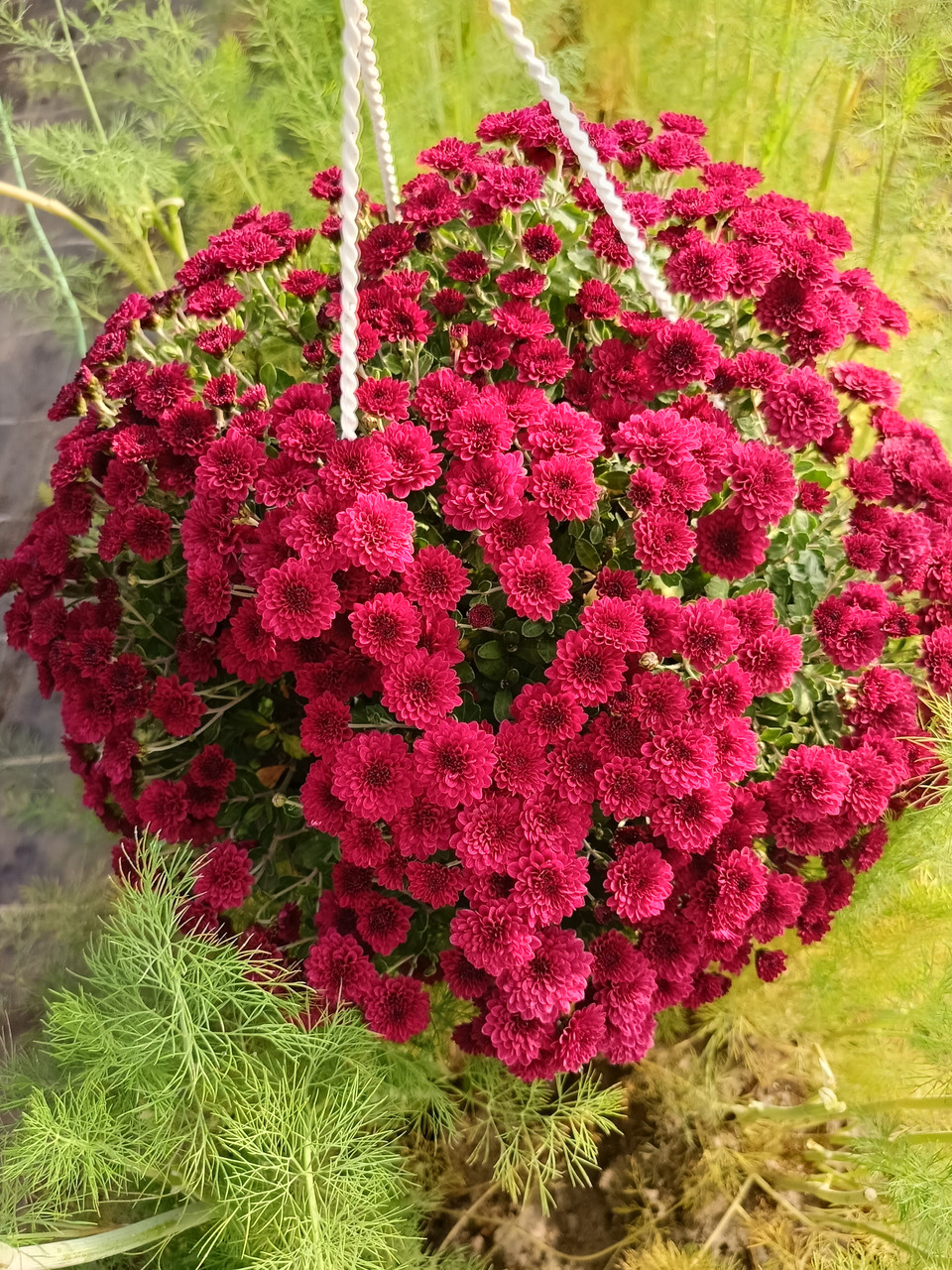 Хризантема ампельна Skyfall Red касетна розсада (ID#2570513875), ціна ...