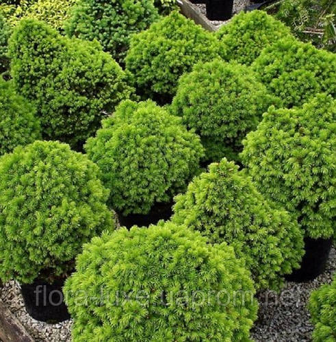 Купить Ель канадская Альберта Глоб (Picea glauca Alberta Globe ...