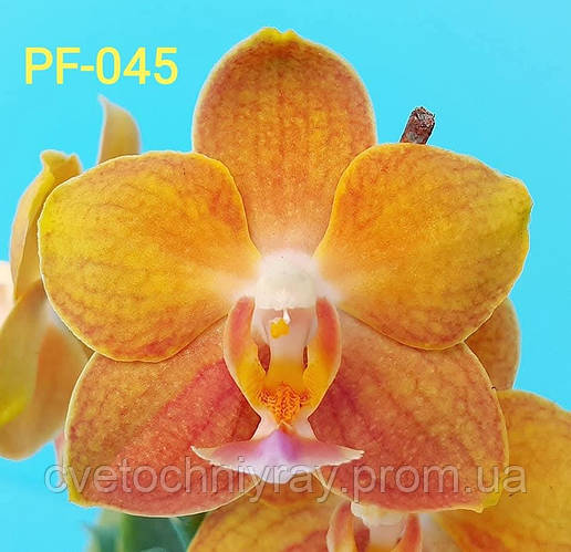 Орхідея Phal. Orange Moon, підліток 1,7, сильний ароматний, ціна: 280 ₴, купити на Prom.ua