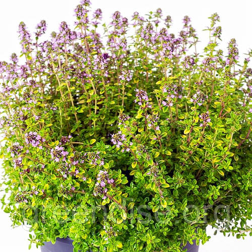 Чебрець Лимонний, ціна: 50 ₴, купити на Prom.ua