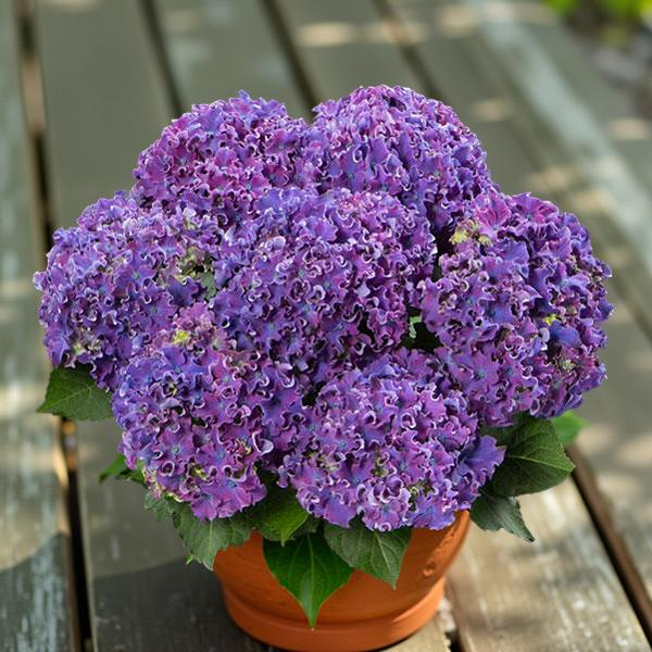 Купити Саджанці Гортензії (3-річна) Кьорлі Спаркл Блю Перпл ...