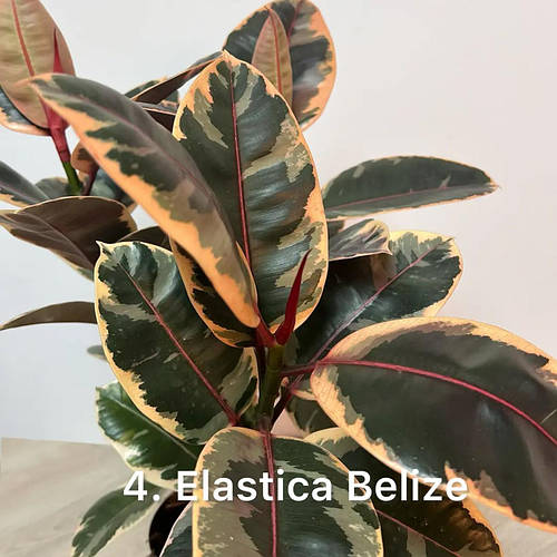 Фікус саджанець "Belize", ціна: 75 ₴, купити на Prom.ua