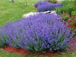 Котовник (кошачья мята) (ID#468888538), цена: 50 ₴, купить на Prom.ua