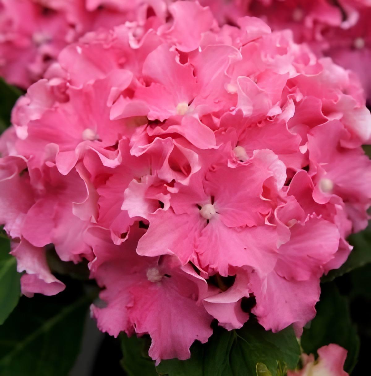 Саджанці Гортензії крупнолистна (3-річна) Керлі Спарк Хот Пінк ...