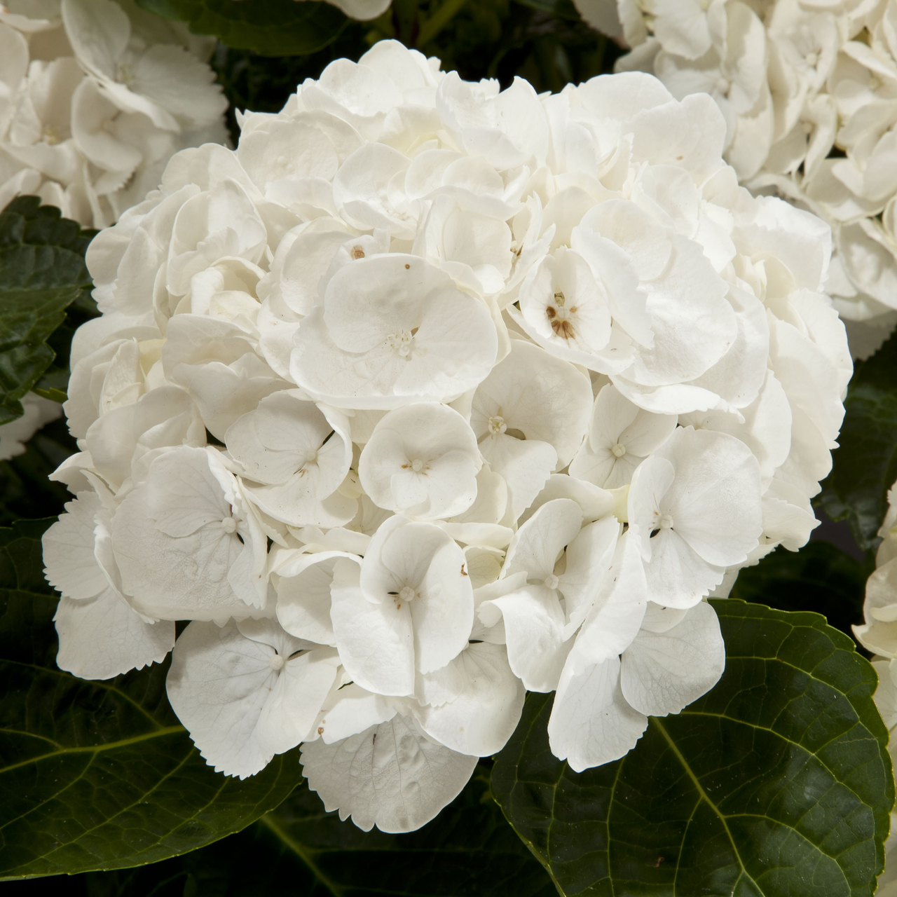 Купить Саженцы Гортензии (3-летняя) Вайт Спирит, крупнолистная (Hydrangea macrophylla White ...