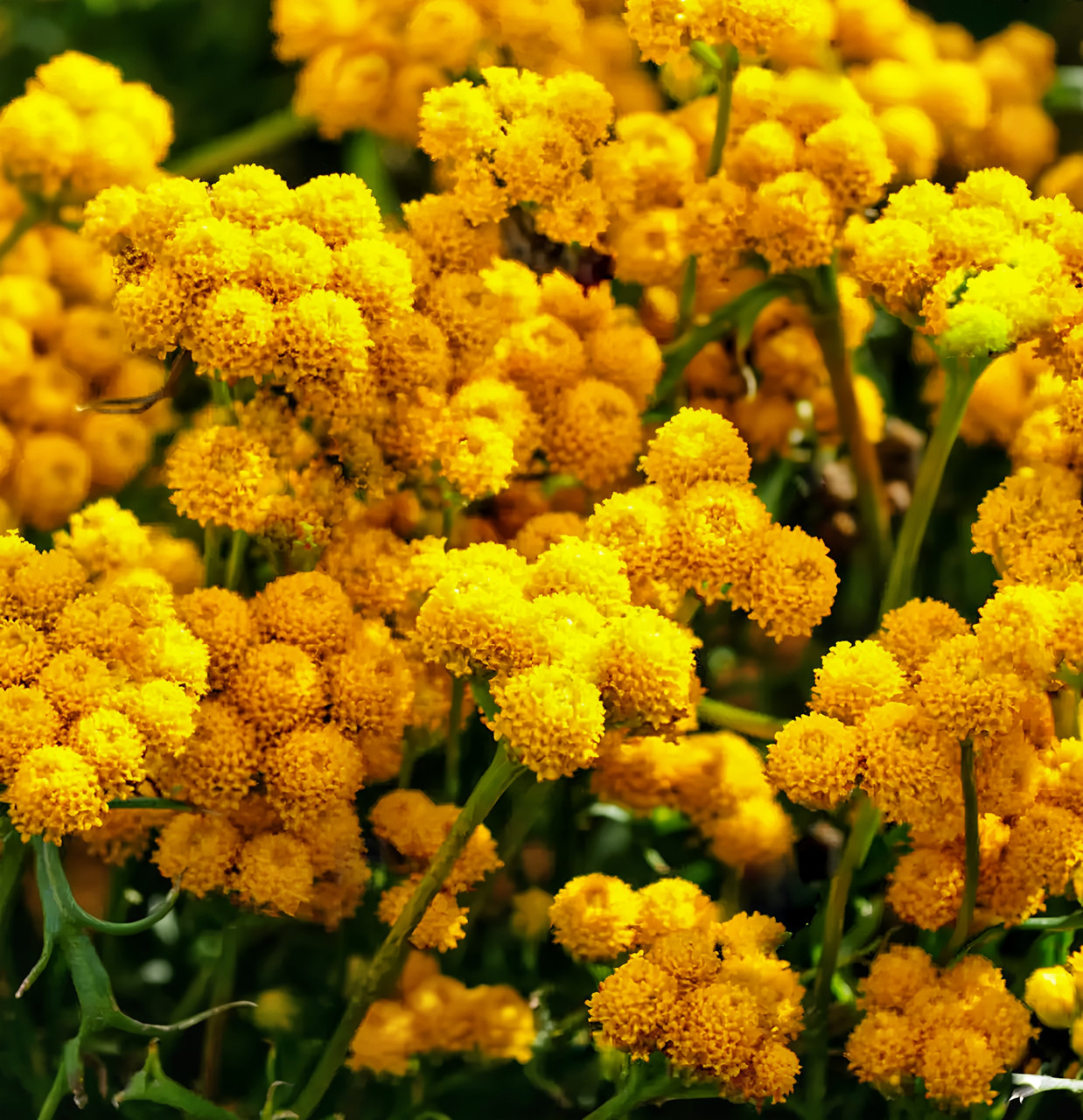 Насіння Лонас однорічний Inodora, lonas annua 10 шт/уп: продаж, ціна у ...