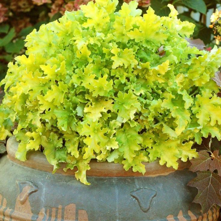 Саджанці Гейхери Лайм Руффлз (Heuchera Lime Ruffles) P9, ціна: 100 ...