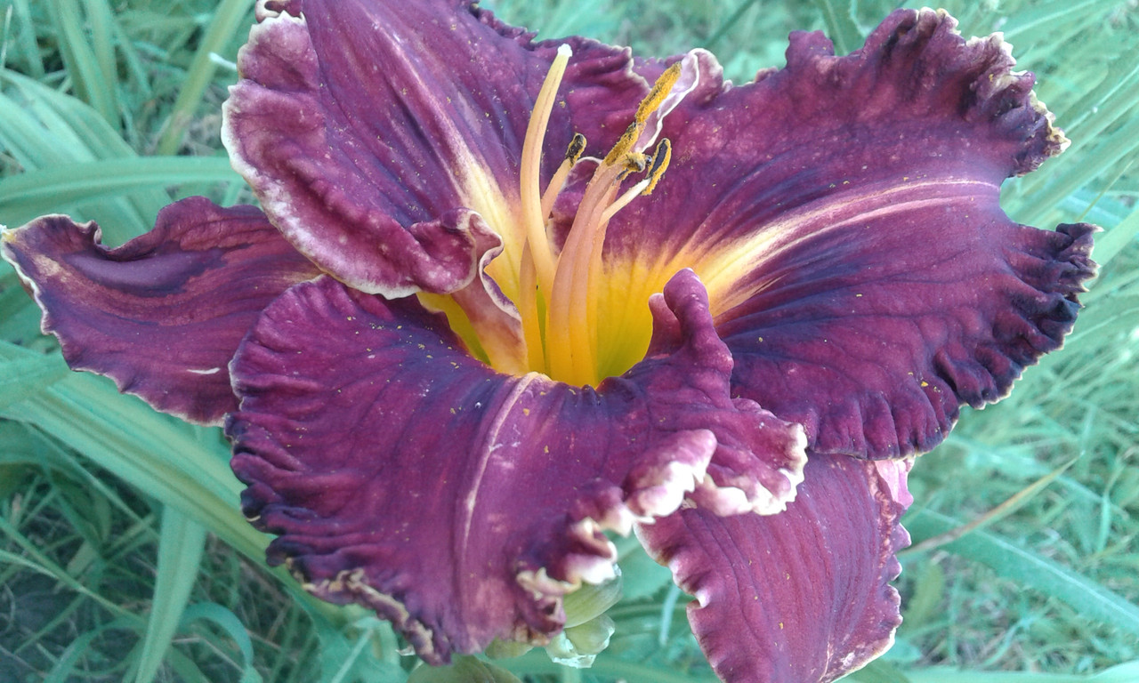 Цена на Лилейник Purplelicious с доставкой по всей Украине - 476990553