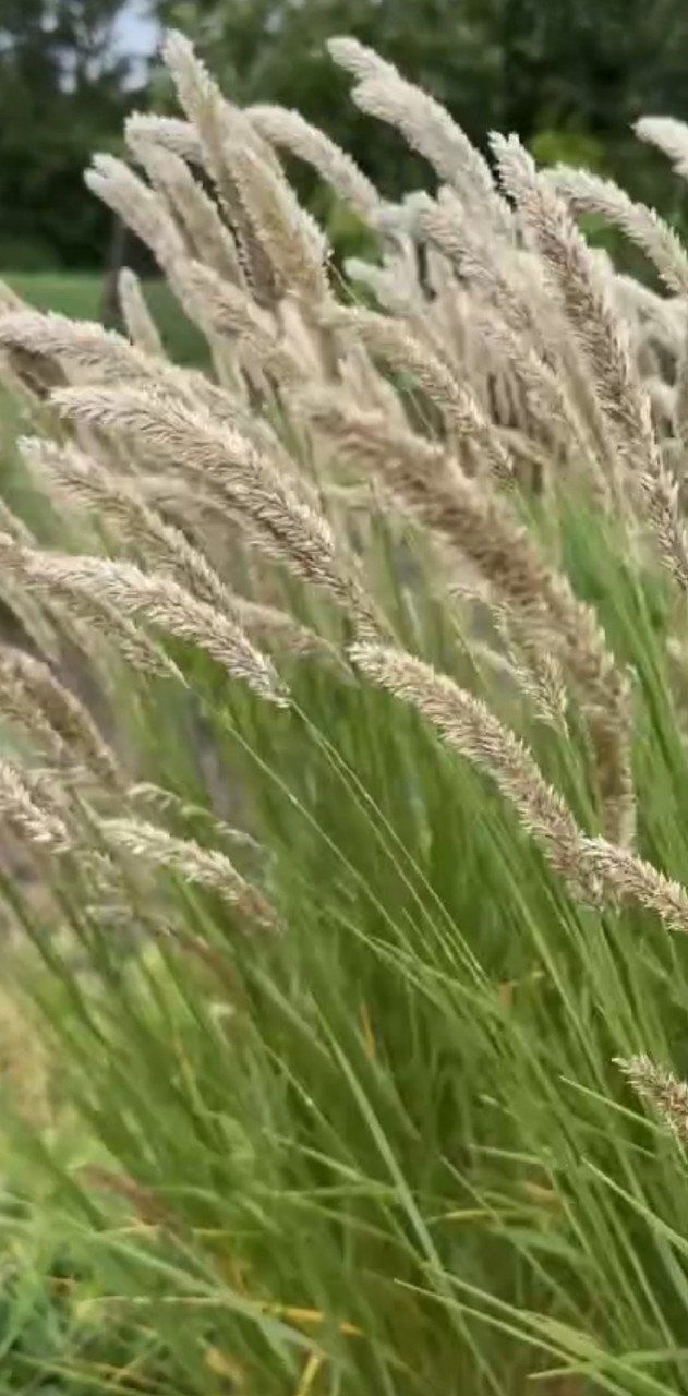 Melica ciliata, цена: 75 ₴, купить на Prom.ua