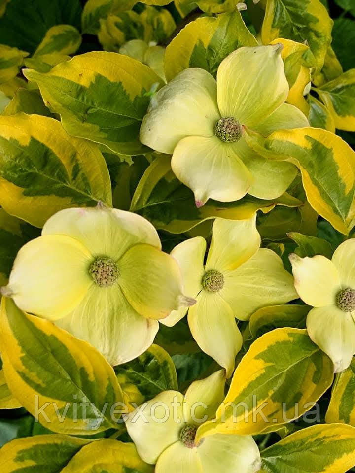 Дерен Коуза "Celestial Shadow". Cornus kousa "Celestial Shadow".: продаж, ціна у Миколаєві ...