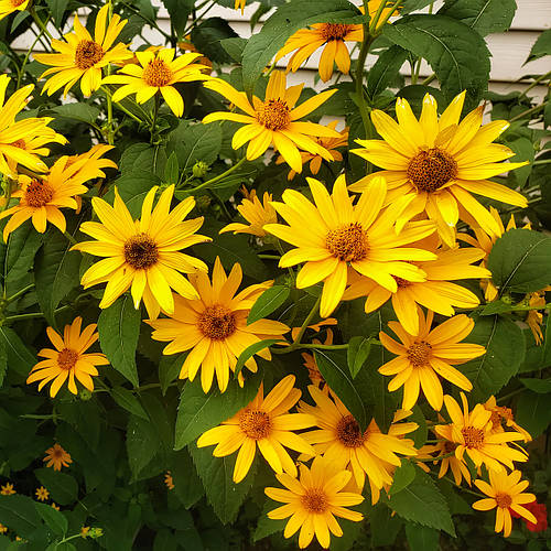 Семена Гелиопсис подсолнечниковый Summer Sun, Heliopsis helianthoides ...