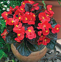 Насіння квітів Бегонія Illumination Golden Picotee 3шт, ціна: 19 ...