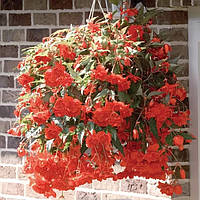 Насіння квітів Бегонія Illumination Golden Picotee 3шт, ціна: 19 ...