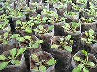 Рукав Полиэтиленовый Белый для Рассады "Интерком-М" (15 См Х 500 М ...