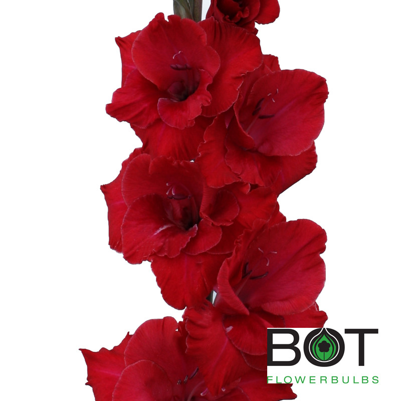 Цибулина гладіолуса Oscar 12/14, ціна: 15 ₴, купити на Prom.ua