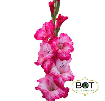 Цибулина гладіолуса Oscar 12/14, ціна: 15 ₴, купити на Prom.ua