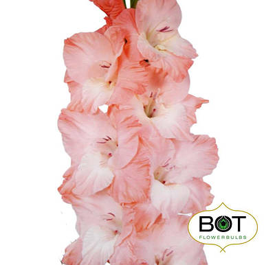 Цибулина гладіолуса Oscar 12/14, ціна: 15 ₴, купити на Prom.ua