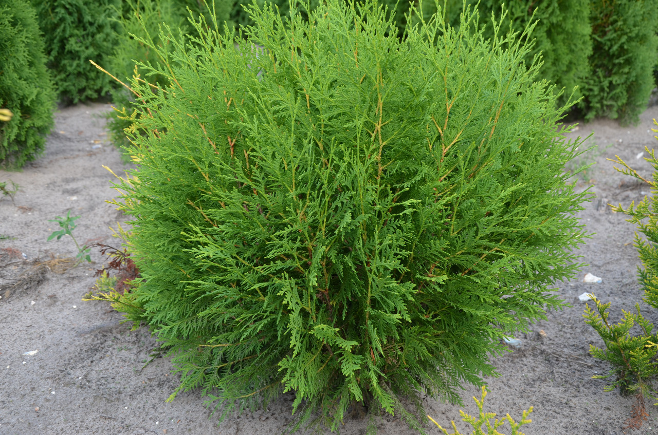 Туя шаровидная Глобоса D-(50 см), цена 250 грн — Prom.ua (ID#492891641)