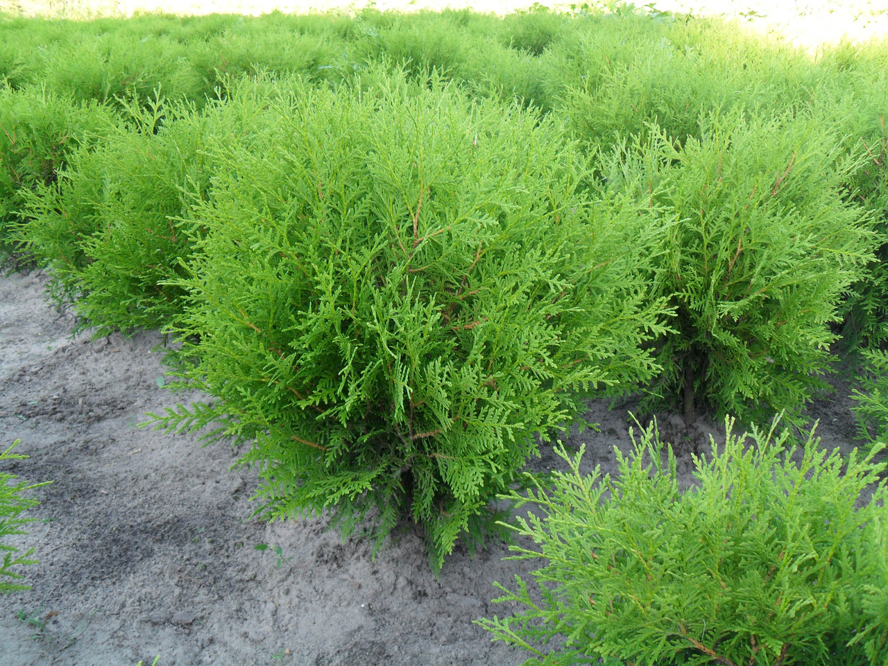 Туя шаровидная Глобоса D-(50 см), цена 250 грн — Prom.ua (ID#492891641)