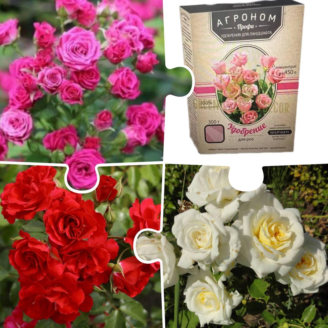 Набір бордюрних троянд «Теплі відтінки» — Honey Milk + Pink Spray + Red ...