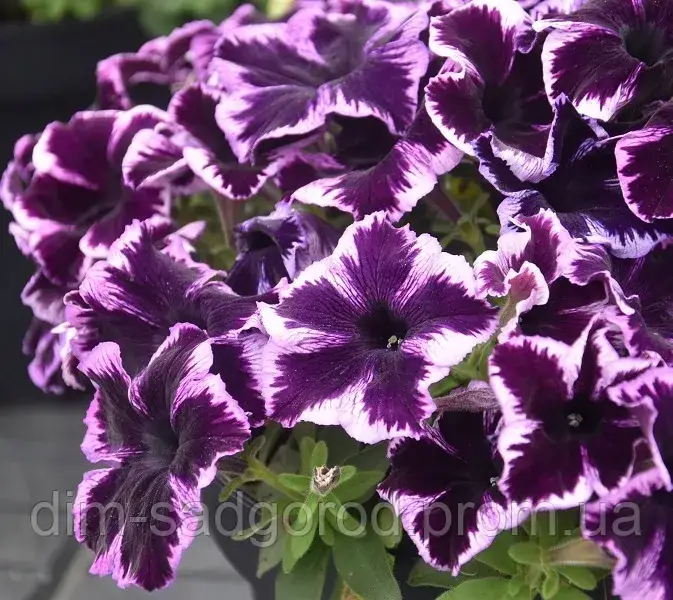 Петуния живец Go Tunia Cosmic Violet, цена: 35 ₴, купить на Prom.ua