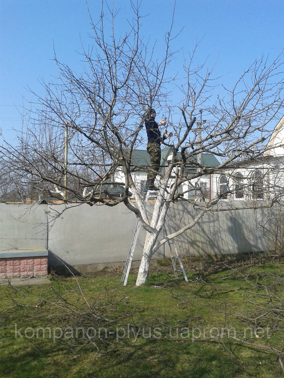 Купити Обрізка саду., ціна 50 ₴ - Prom.ua (ID# 33919671)