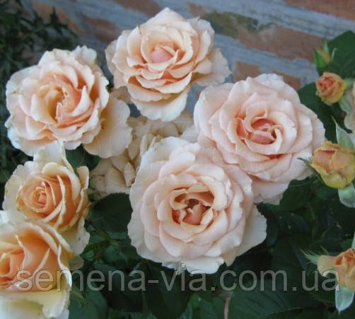 Роза чайно гибридная Прима Донна: продажа, цена в Харькове. Рассада и ...