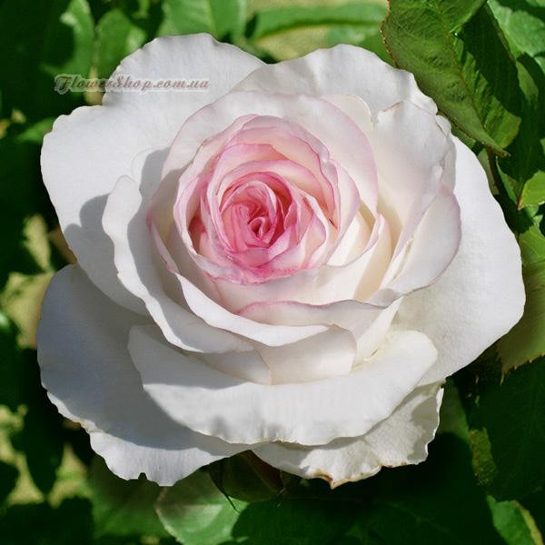 Саженец роз чайно-гибридной АВАЛАНЖ - купить по лучшей цене в ...