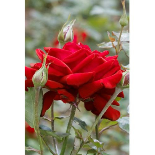 Саженец роз чайно-гибридной АВАЛАНЖ - купить по лучшей цене в ...