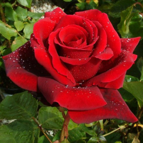 Саженец роз чайно-гибридной АВАЛАНЖ - купить по лучшей цене в ...