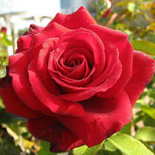 Саженец роз чайно-гибридной АВАЛАНЖ - купить по лучшей цене в ...