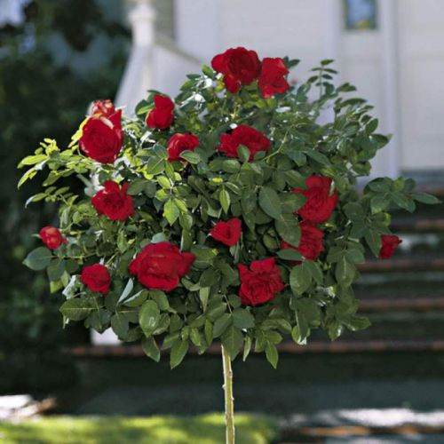 Саженец роз чайно-гибридной АВАЛАНЖ - купить по лучшей цене в ...