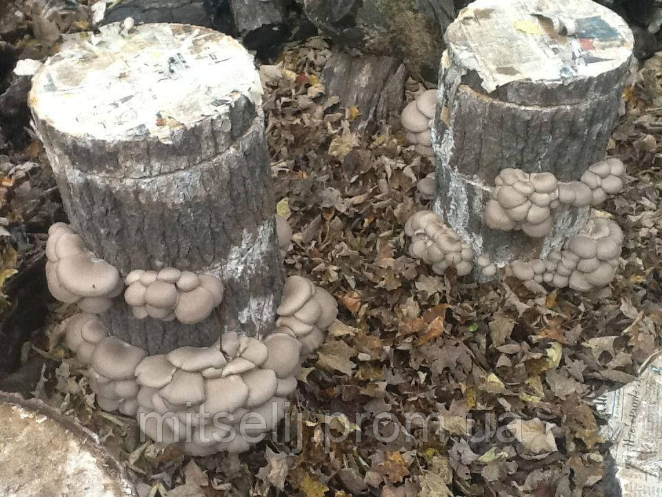 Мицелий на брусочках Вешенка обыкновенная серая, Pleurotus sajor-caju ...