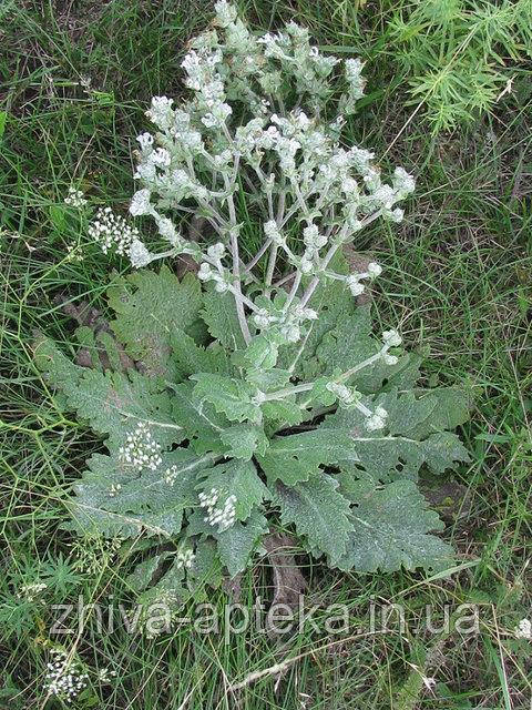 Купить Шалфей эфиопский Salvia aethiopis (семена) 100г, цена 700 грн ...