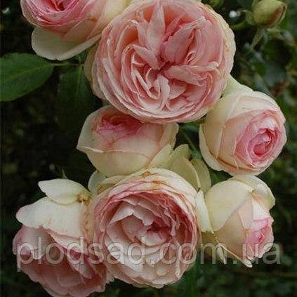 Роза флорибунда Эден Романтика Купить по доступной цене в питомнике ...