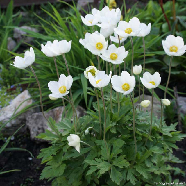Анемона купить – цены в Интернет-магазине "Сад мрії". Описание ...