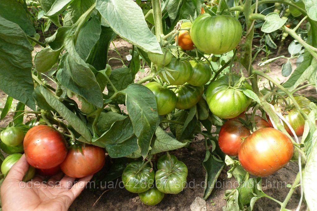 Купить семена томата Толстые щечки в Одесской области от компании "СПД ...